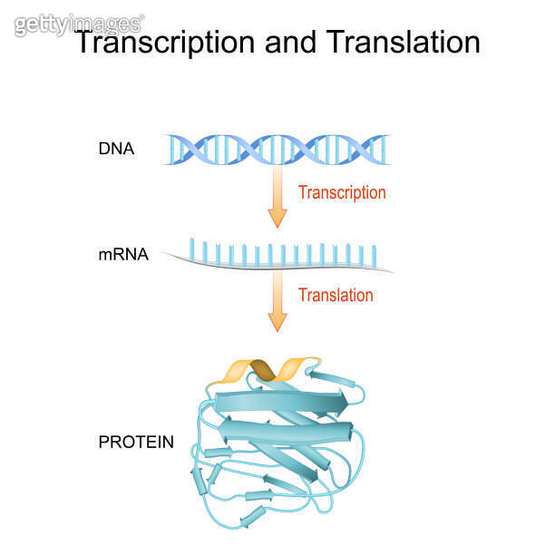 DNA, RNA, mRNA and Protein synthesis. Difference between Transcription ...