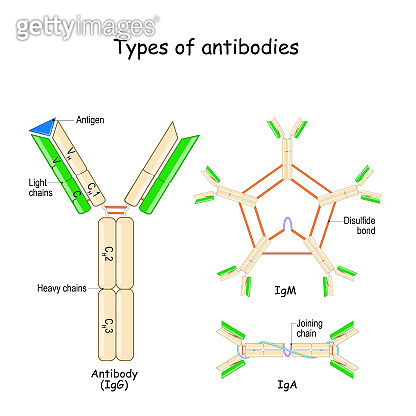 Types of Antibodies. (1335844996) - 게티이미지뱅크