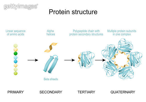 Protein structure. vector poster for infographics (1355692450) 일러스트, 무료 ...