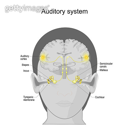 auditory system. sensory system. human ear anatomy (1360387250) - 게티이미지뱅크