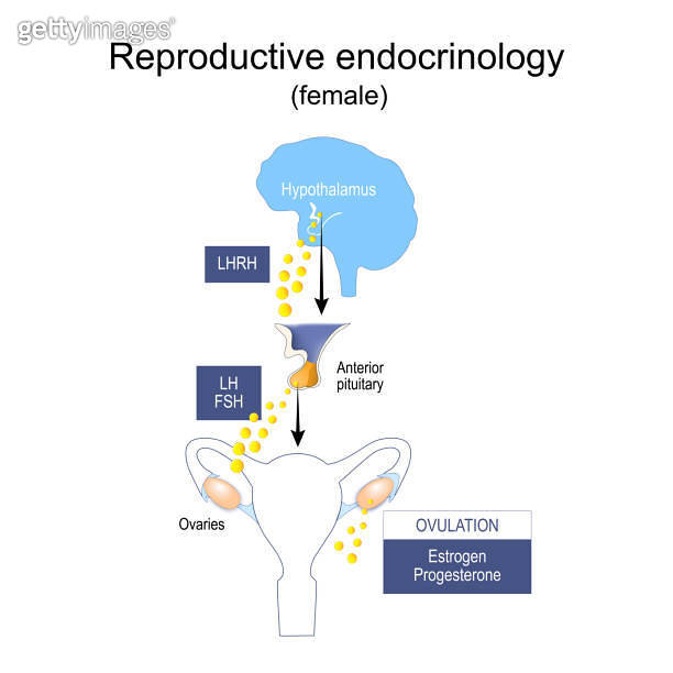 Endocrine system of reproduction and fertility. (1348075419) - 게티이미지뱅크