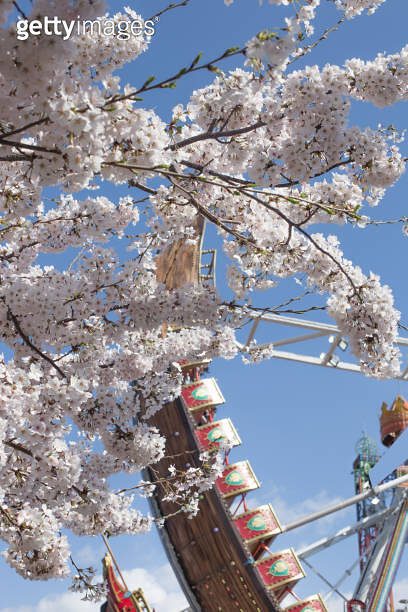 pendulum ride with Cherry Blossom in amusement park. 이미지 (1316260618 ...