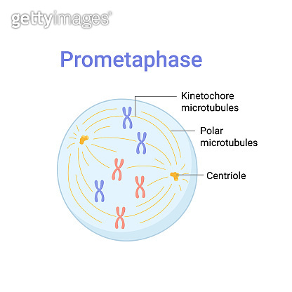 Vector illustration of Mitosis phase. Prometaphase 이미지 (1313915025 ...