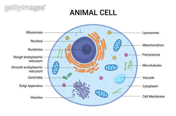 Vector illustration of the Animal cell anatomy structure. Educational ...