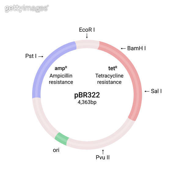 Vector illustration of Plasmid pbr322 structure 이미지 (1318911960) - 게티이미지뱅크