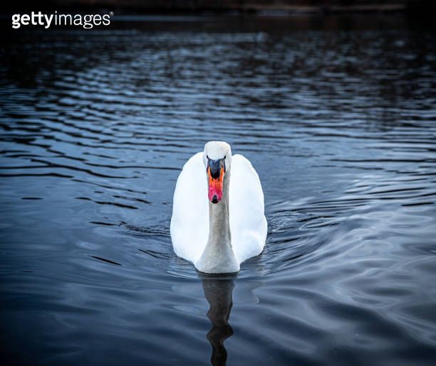 Mute swan inhabiting Lake Shidaka, Beppu City, Oita Prefecture 이미지 ...