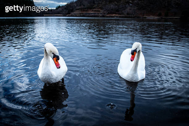 Mute swan inhabiting Lake Shidaka, Beppu City, Oita Prefecture 이미지 ...