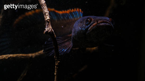 Channa sp Laos Fireback fish in aquarium - Snakehead fish 이미지 ...