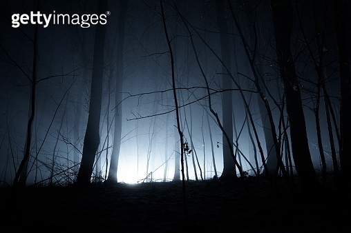Dark blue spooky forrest with trees in fog (1304957290) - 게티이미지뱅크