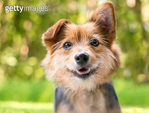A cute mixed breed dog with one straight ear and one folded ear ...