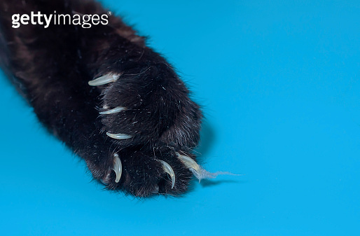 The paw of a black cat on a blue background, a piece of cloth caught on ...