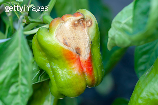 Sweet Bulgarian pepper, affected by Vertex Rot or pepper anthracnose ...