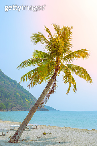 Coconut tree by the sea. Beautiful tropical vertical landscape 이미지 ...