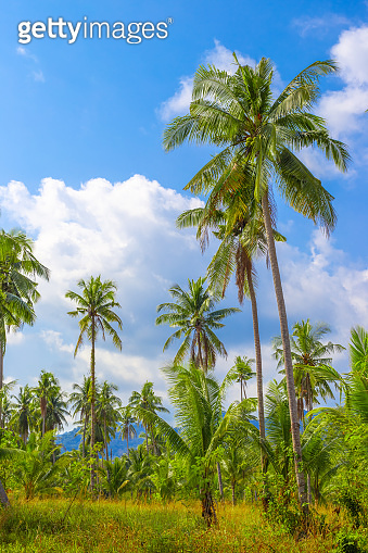 Tropical vertical landscape. Tall coconut trees in the green jungle ...