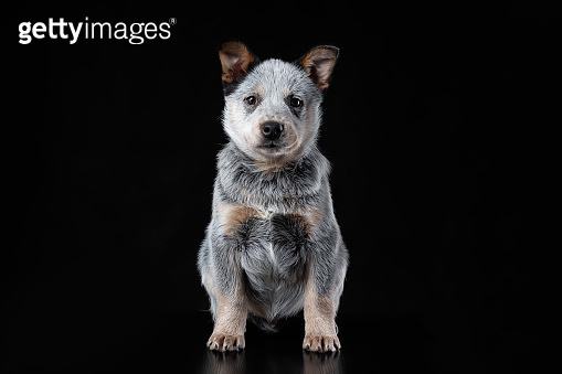 Cute blue heeler puppy sitting isolated on black background. Australian ...