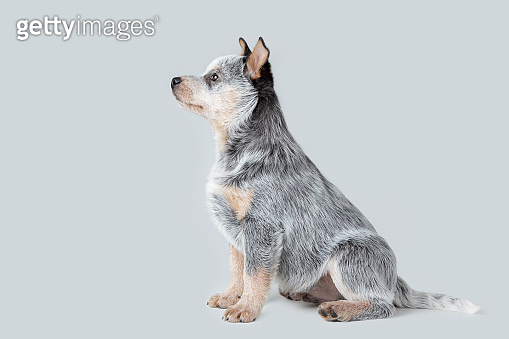 Cute blue heeler puppy sitting isolated on grey background. Australian ...