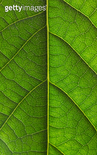 Rich green leaf texture see through symmetry vein structure, beautiful ...