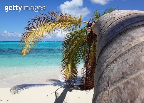 Sideways coconut palm tree with shadow over white sand of Shoal Bay ...