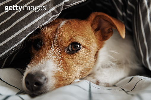 Pet under blanket in bed. Portrait of sad dog warms in cold weather 이미지 ...