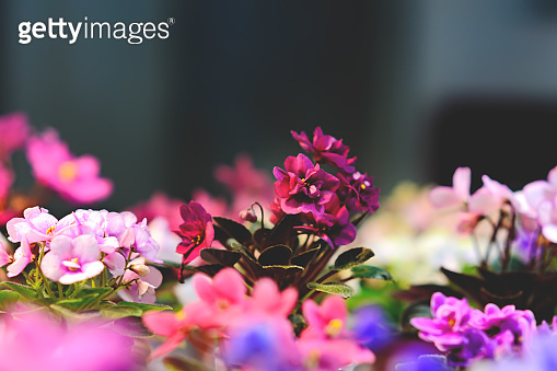 Violets are red. Houseplants. Shallow depth of field. 이미지 (1341447918 ...