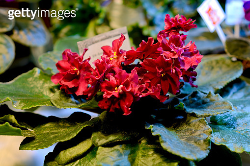 Violets are red. Houseplants. Shallow depth of field. 이미지 (1349125008 ...