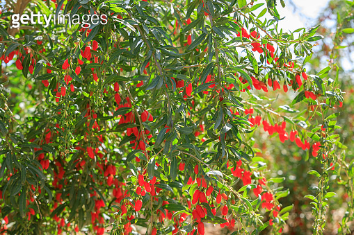 Goji berry fruits and plants in sunshine field 이미지 (1315608761) - 게티이미지뱅크