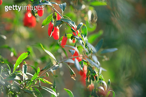 Goji berry fruits and plants in sunshine field 이미지 (1324626505) - 게티이미지뱅크