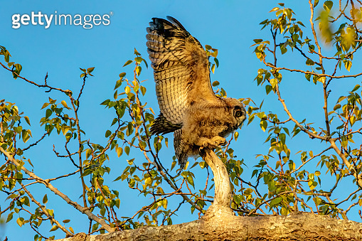 Newborn Great-horned Owl learning to fly at sunset time 이미지 (1323943452 ...