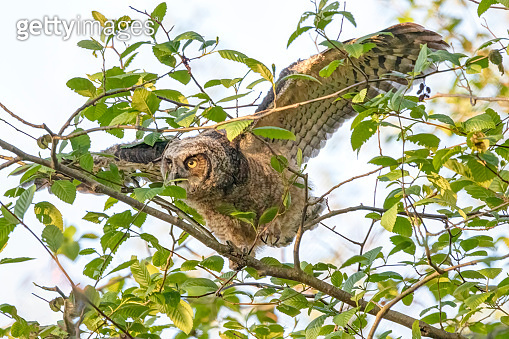 Newborn Great-horned Owl learning to fly 이미지 (1339760570) - 게티이미지뱅크