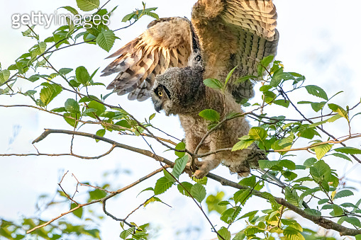 Newborn Great-horned Owl learning to fly (1325638857) - 게티이미지뱅크