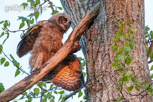 Newborn Great-horned Owl learning to fly at sunset time 이미지 (1320874057 ...