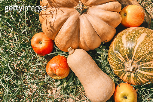Autumn harvest. Different types of ripe pumpkins and red apples on ...