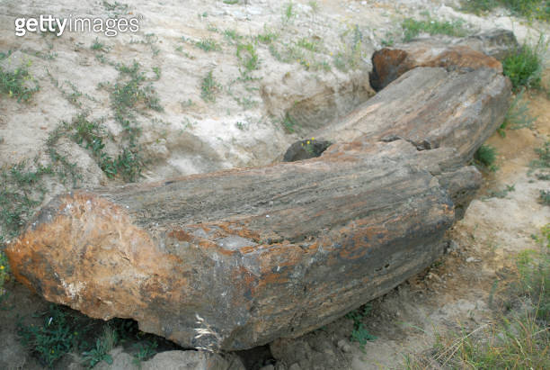 Petrified trees just in nature 이미지 (1300806434) - 게티이미지뱅크