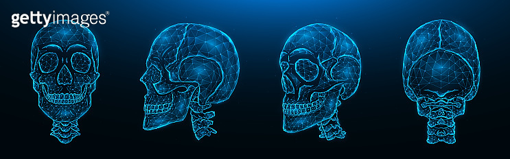 Polygonal vector illustration of human skulls, front, side, and back ...