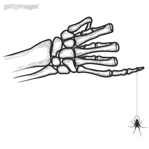 Bones of the Hand with spider. Human Skeleton part. Medical ...