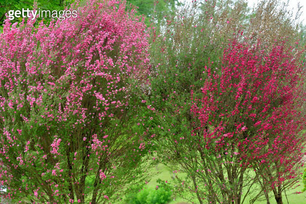 Leptospermum Scoparium / New Zealand Tea Tree / Broom Tea Tree Flower ...