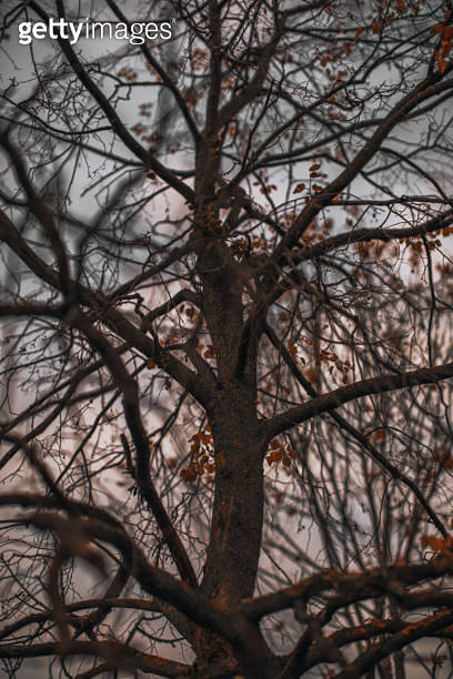 Autumn dry tree branches against the background of the evening sky 이미지 ...