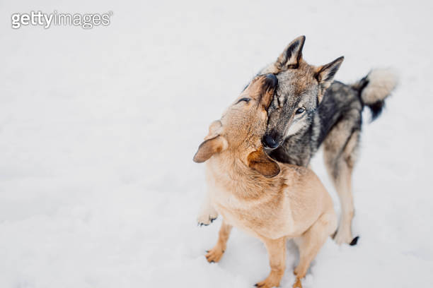two aggressive dogs playing and biting fighting in the snow in winter ...