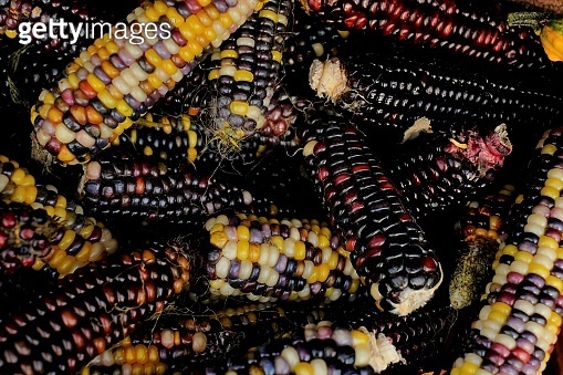 Colored corn cobs.Cereals and grain culture. Multicolored corn ...