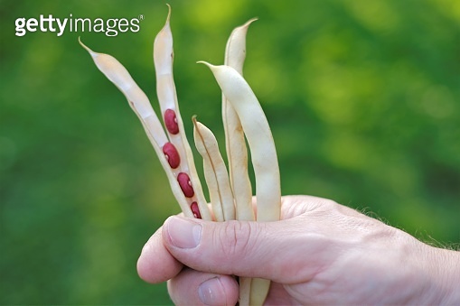 Beans pods in a man's hand . Bean harvest.Red Beans . Fresh organic ...
