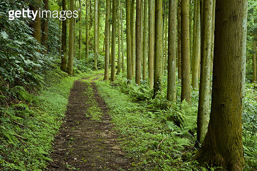 Sugi forest road 이미지 (1330675476) - 게티이미지뱅크
