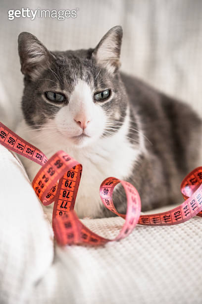 Adult gray white cat with pink measure tape 이미지 (1303507035) - 게티이미지뱅크