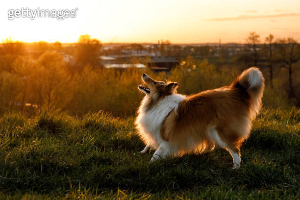 Active dog during sunset. Sheltie - shetland sheepdog. 이미지 (1316802868 ...