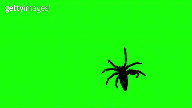 3D illustration - spider on green screen creepy crawling (1307175811 ...