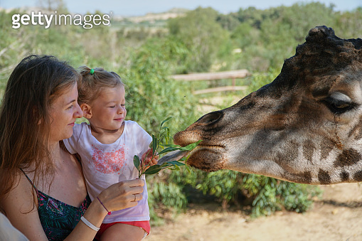 Mom and daughter feed giraffe. girl gives food to animal. Woman and ...