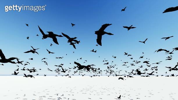 3D illustration - Flock of birds flying across the screen. (1313876116 ...