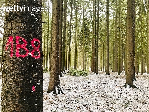 Tree marking for a forestry research design 이미지 (1298091621) - 게티이미지뱅크