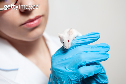 A small white mouse with red eyes in the hand of a scientist in a blue ...