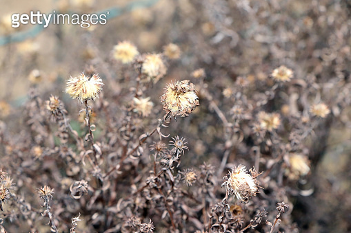 Dried aster flowers in the early spring. Michaelmas daisy. Field of ...