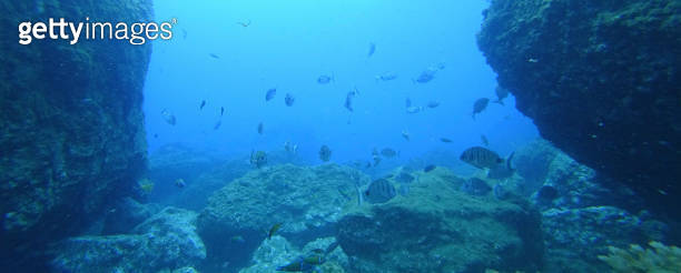 Sargo or white seabream (Diplodus sargus) fish swimming over a reef off ...